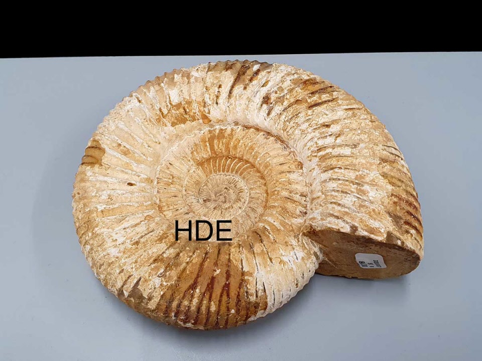 Ammonit Fossil weiss ca 125 x 105 x 40 mm dick